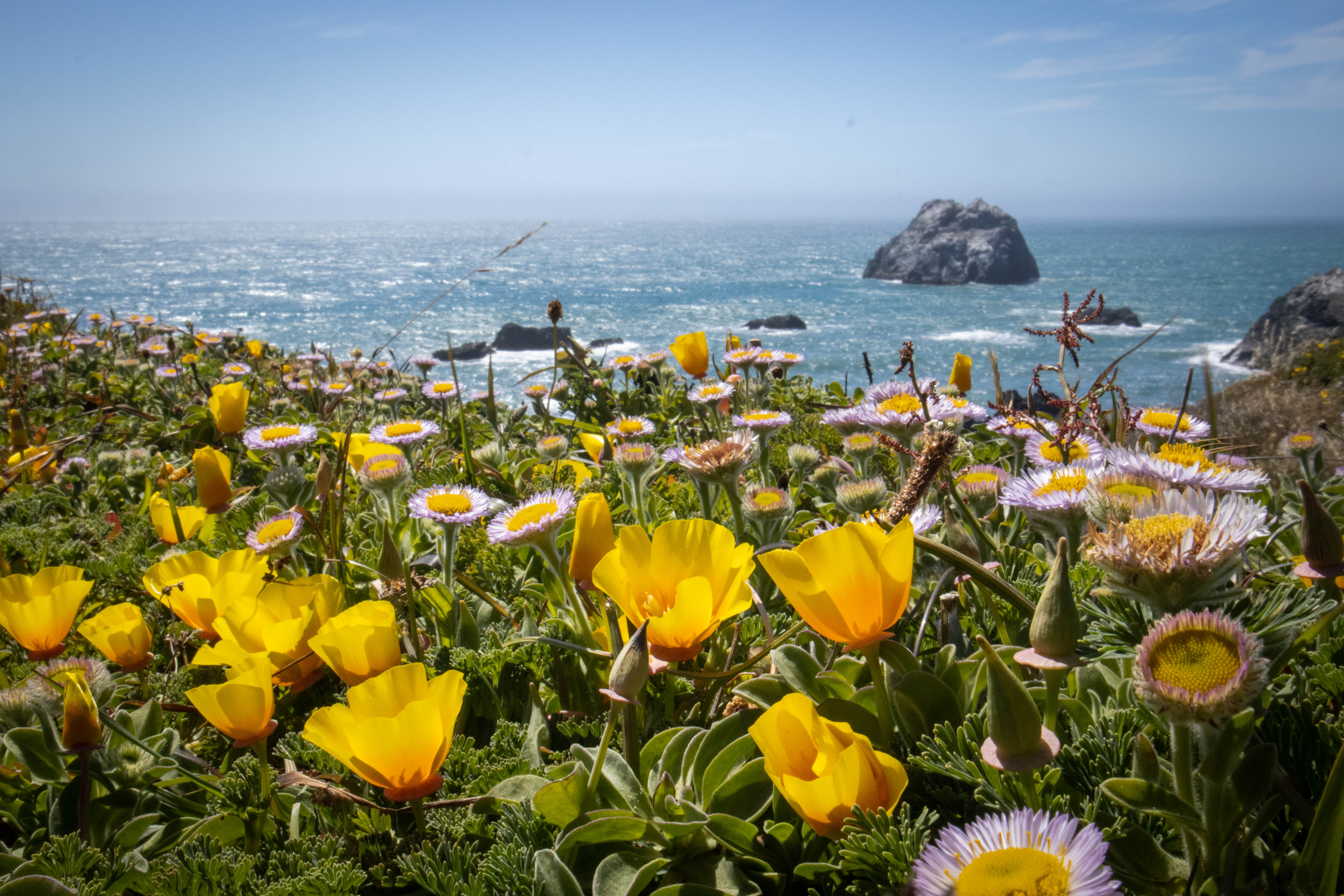 Focal Points in Landscape Composition - Austin Parnow Landscape Design